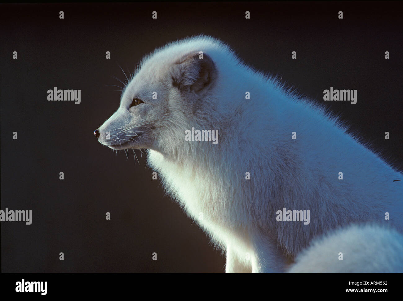 Arctic fox Alopex lagopus in winter Stock Photo - Alamy