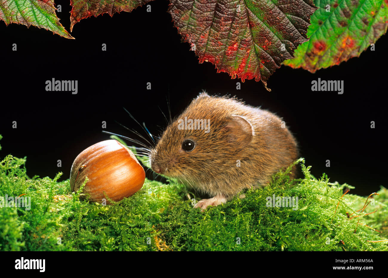 Common bank vole eating hi-res stock photography and images - Alamy