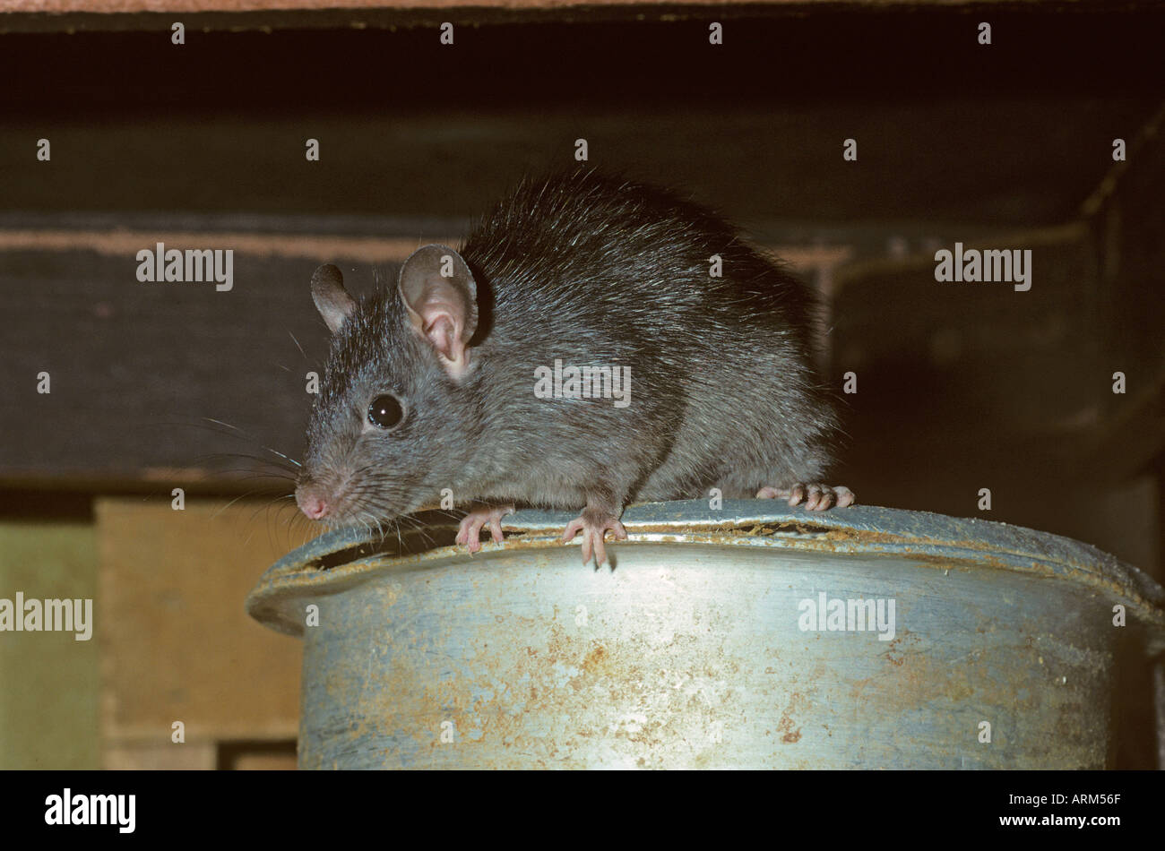 Blackdeath High Resolution Stock Photography and Images - Alamy