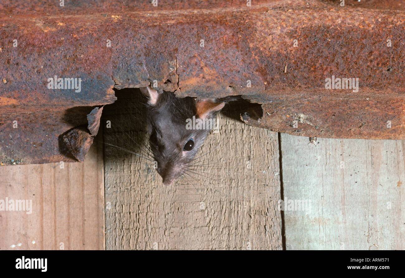 Black or Ship Rat Rattus Rattus Stock Photo - Alamy