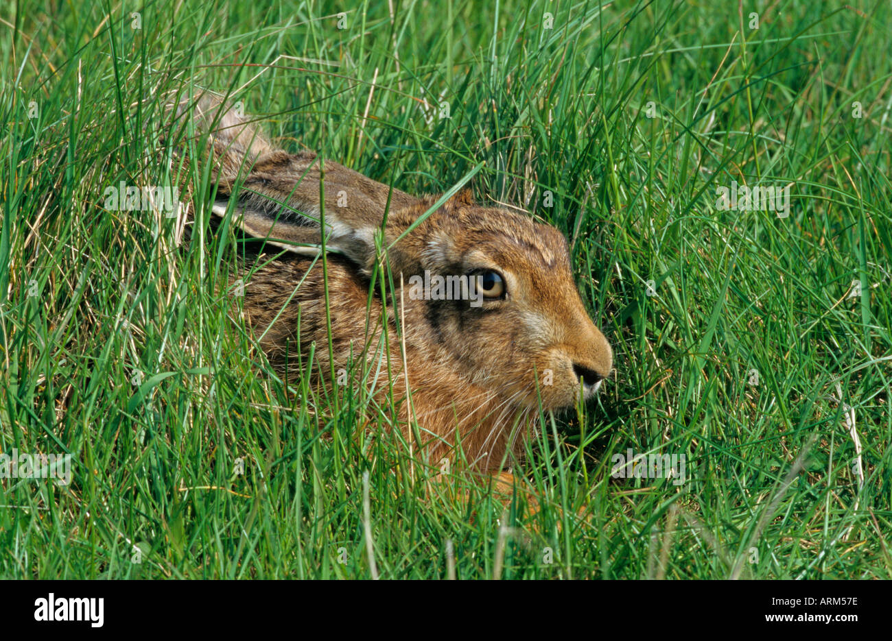 Common hare hi-res stock photography and images - Alamy