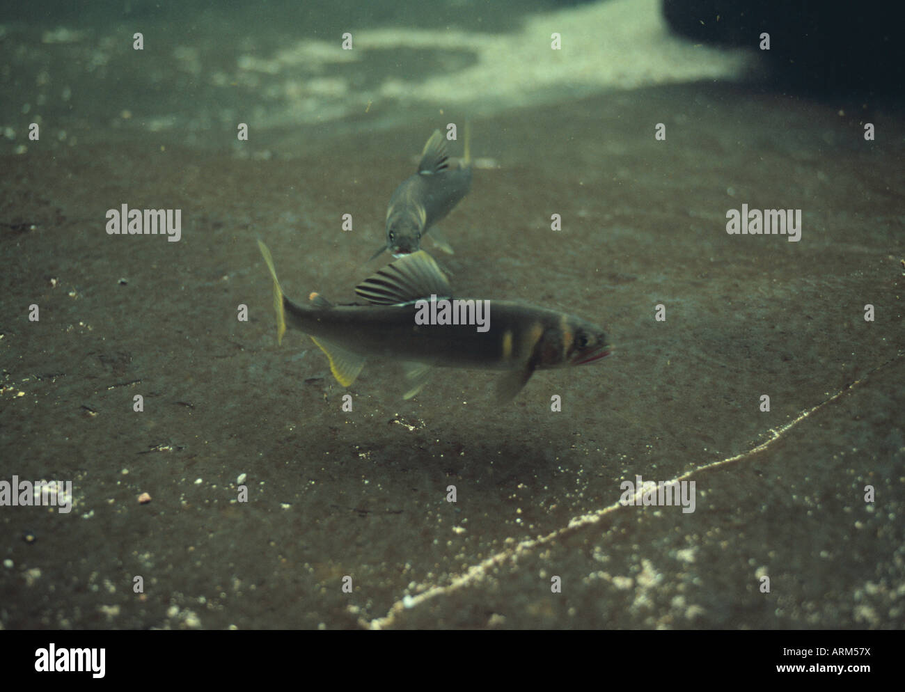 Japan ayu hi-res stock photography and images - Alamy