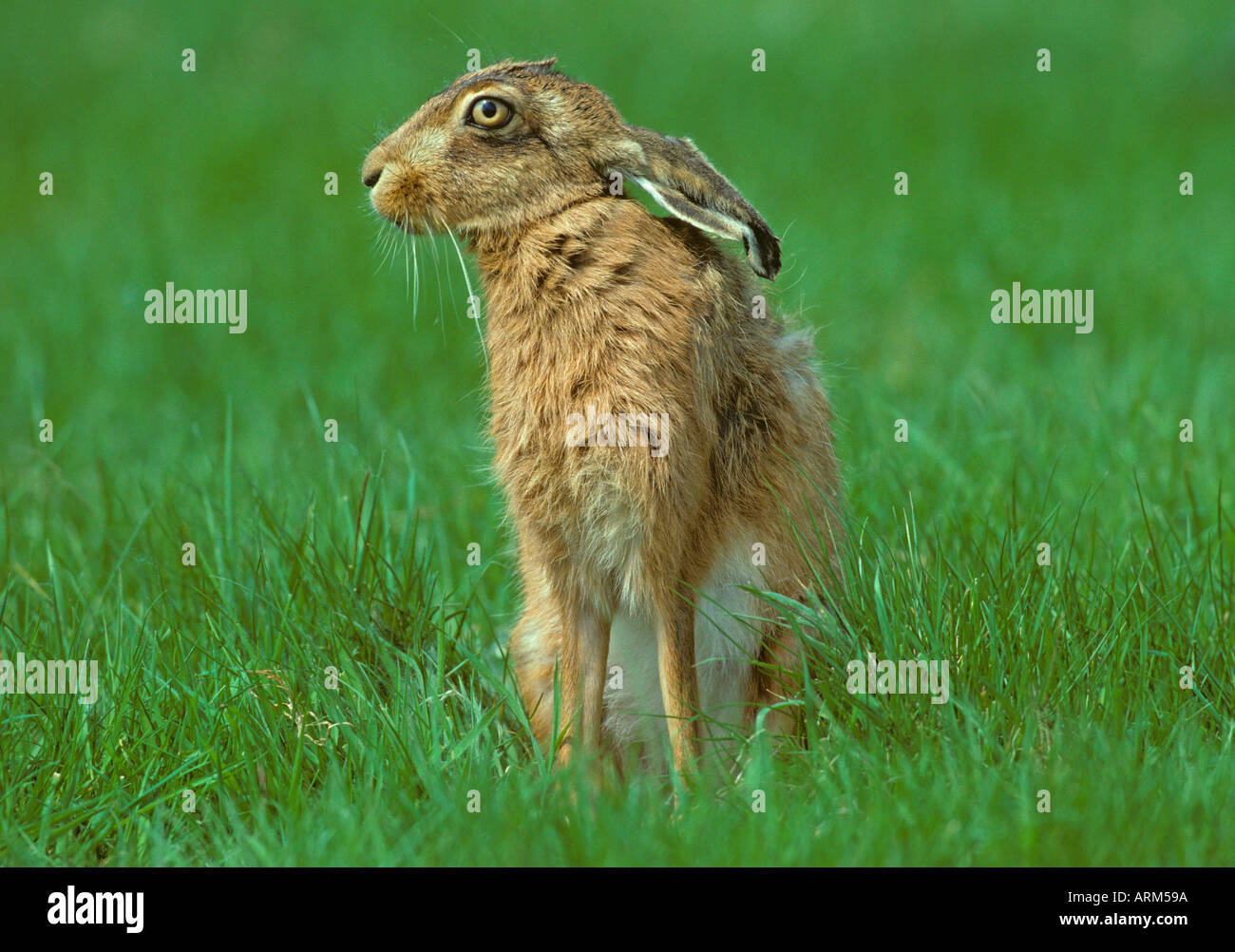 Brown Hare Lepus europaeus stretching after resting in form in grass ...