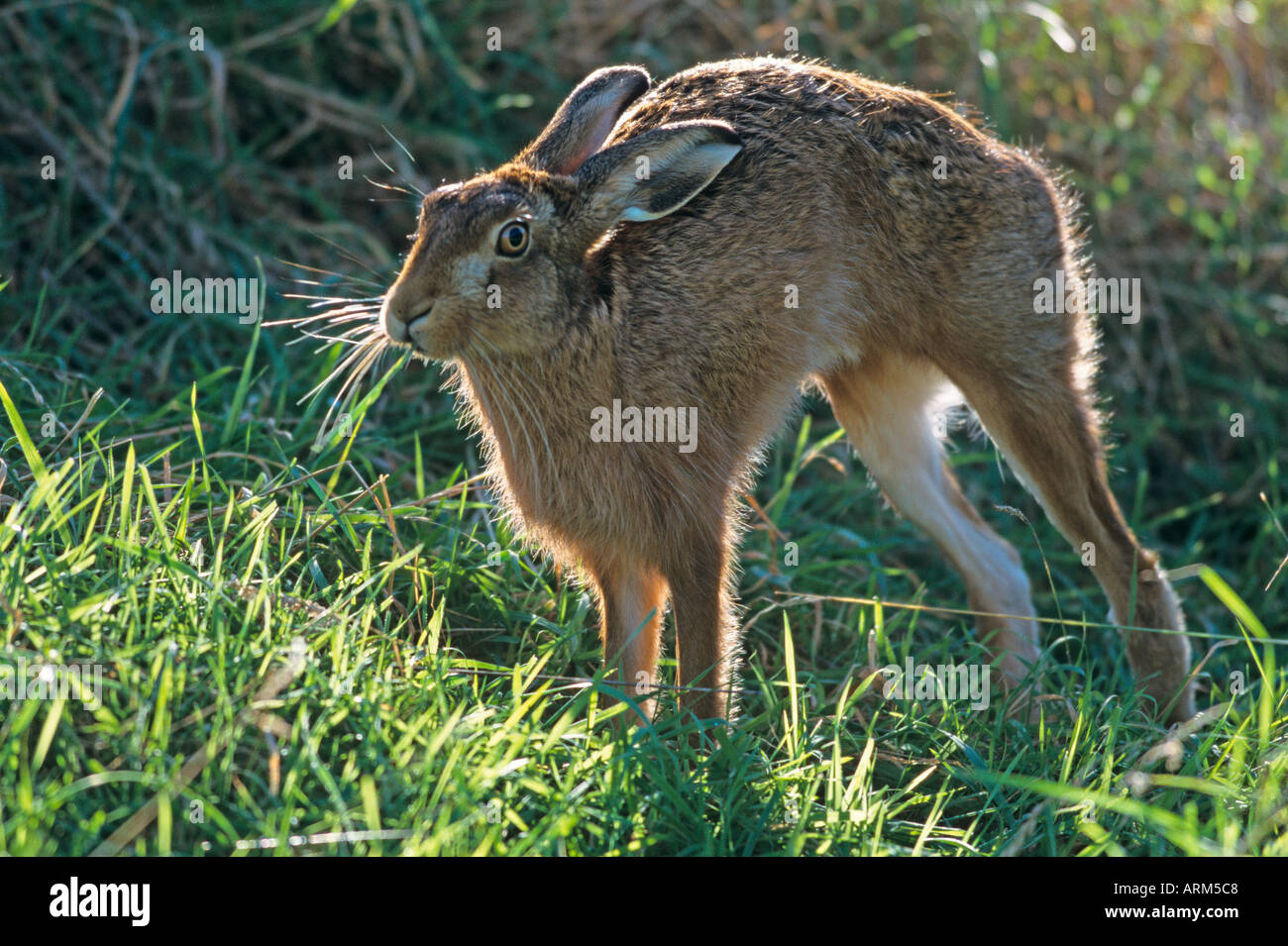 Brown Hare Lepus europaeus stretching after resting in form in grass ...