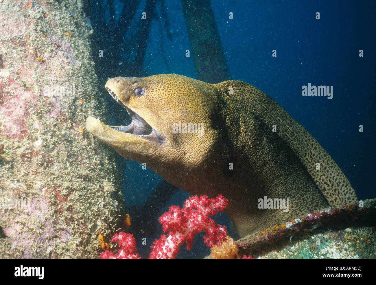 Moray eel (Gymnothorax javanicus), Papua New Guinea Stock Photo - Alamy