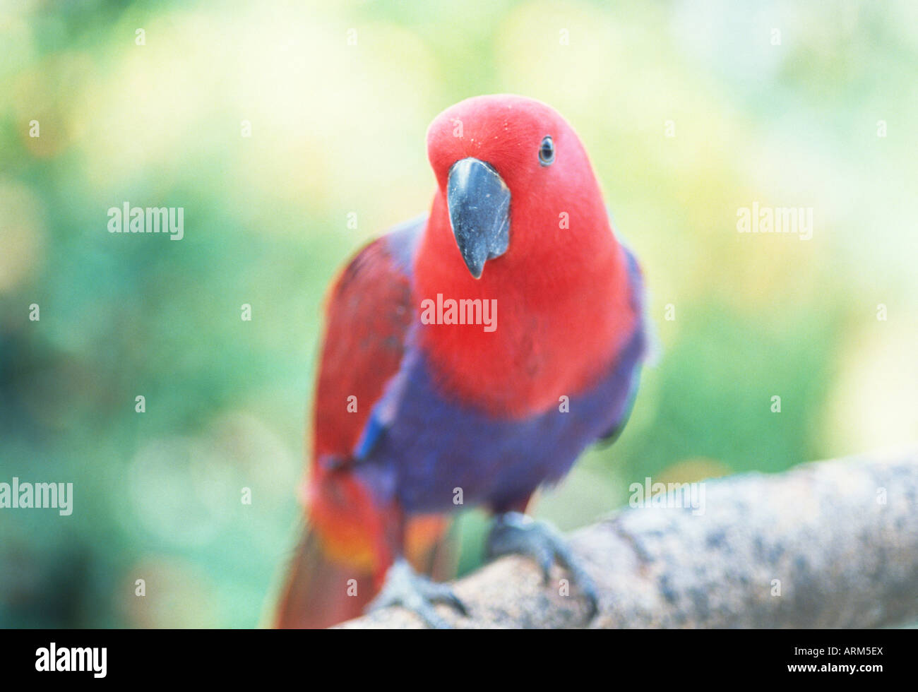 Singapore birds flying hi-res stock photography and images - Alamy