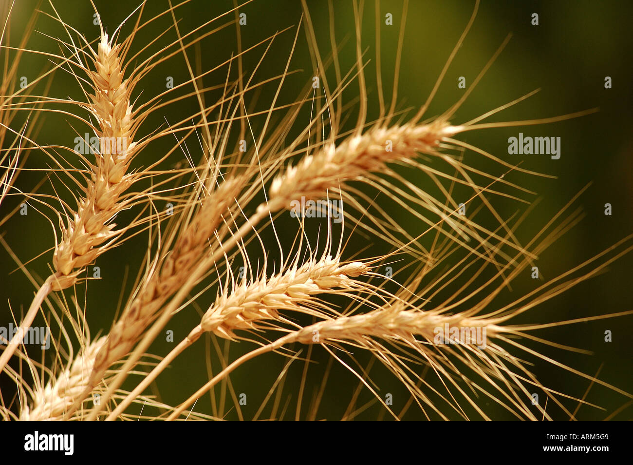RAJ101158 Many stalks of Golden Wheat Crop growing in the fields ready ...