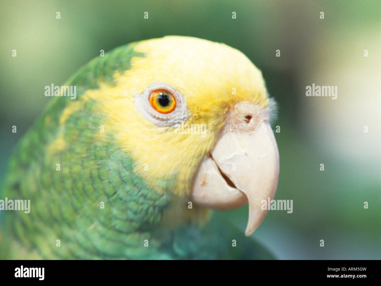 Parrot singapore zoo green hi-res stock photography and images - Alamy