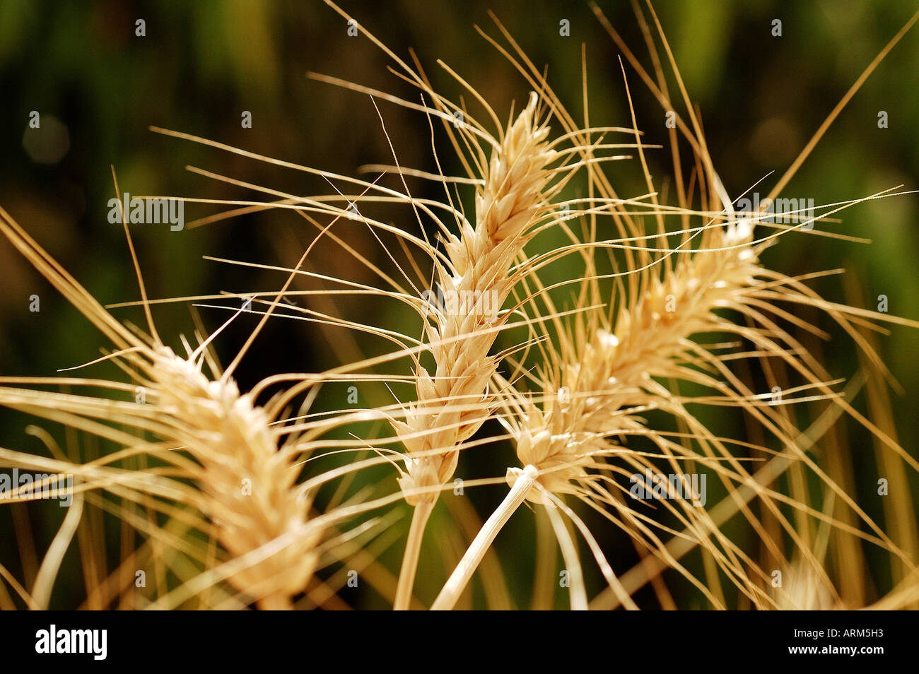 RAJ101163 Three stalks of Golden Wheat Crop growing in the fields ready ...