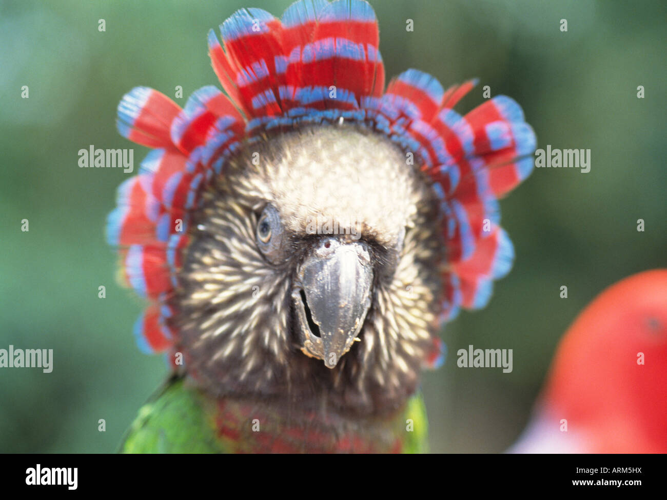 Pet Birds Singapore High Resolution Stock Photography and Images - Alamy