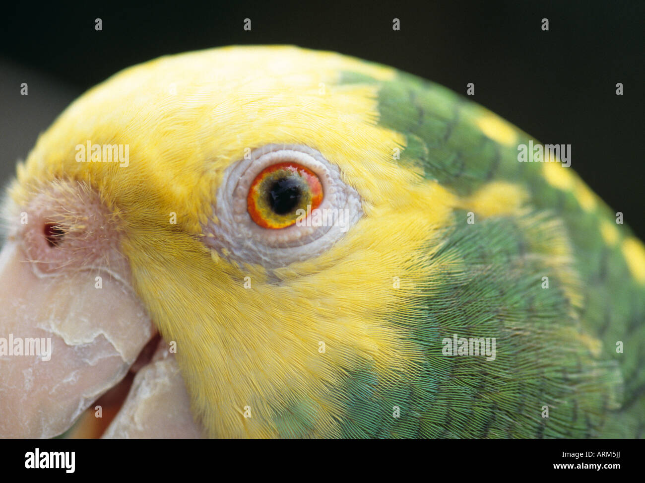 Parrot singapore zoo green hi-res stock photography and images - Alamy