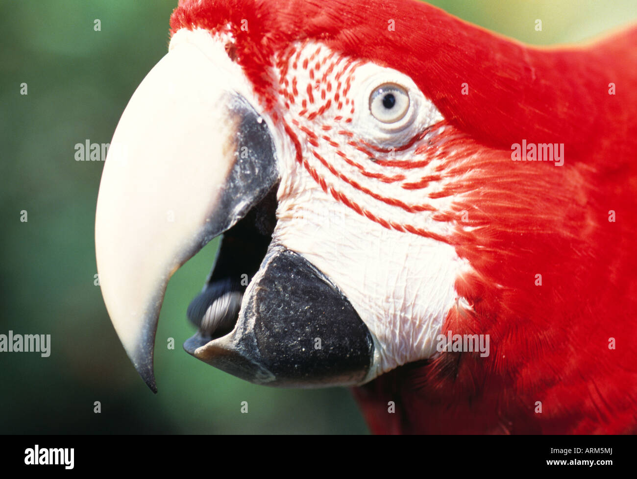 Parrots mouth to mouth hi-res stock photography and images - Alamy