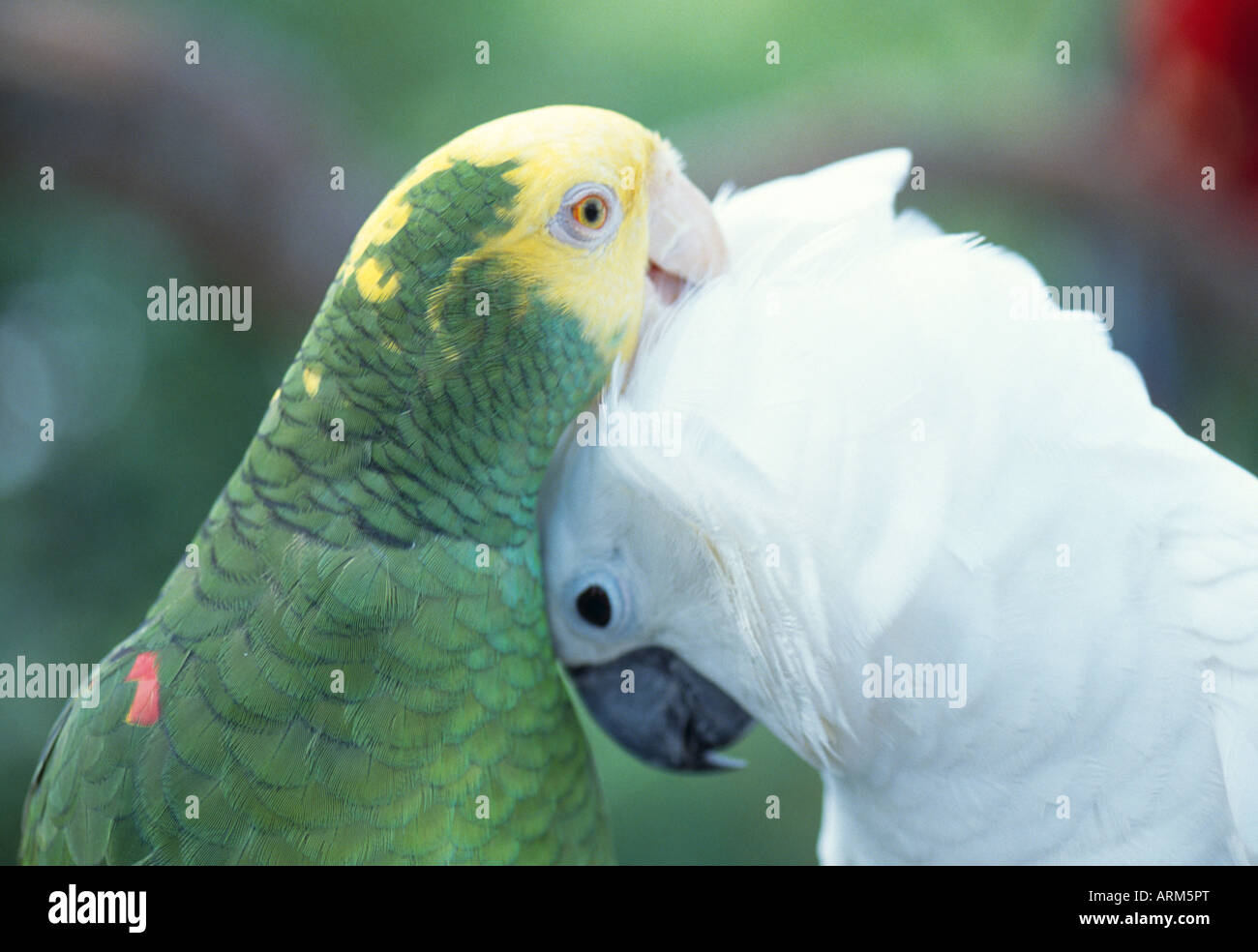 Honey parrots hi-res stock photography and images - Alamy