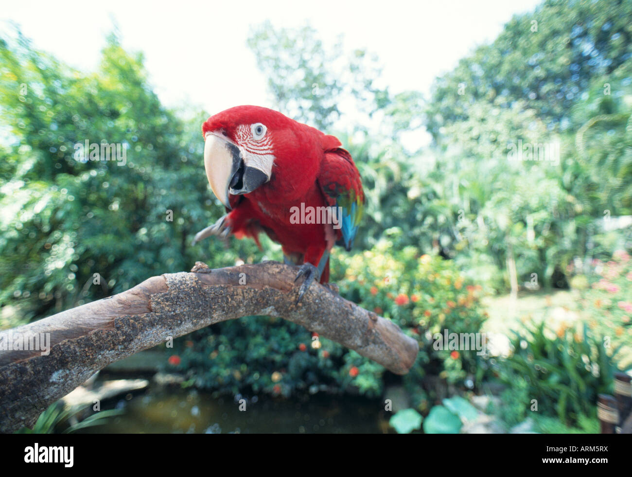 Parrot singapore zoo green hi-res stock photography and images - Alamy