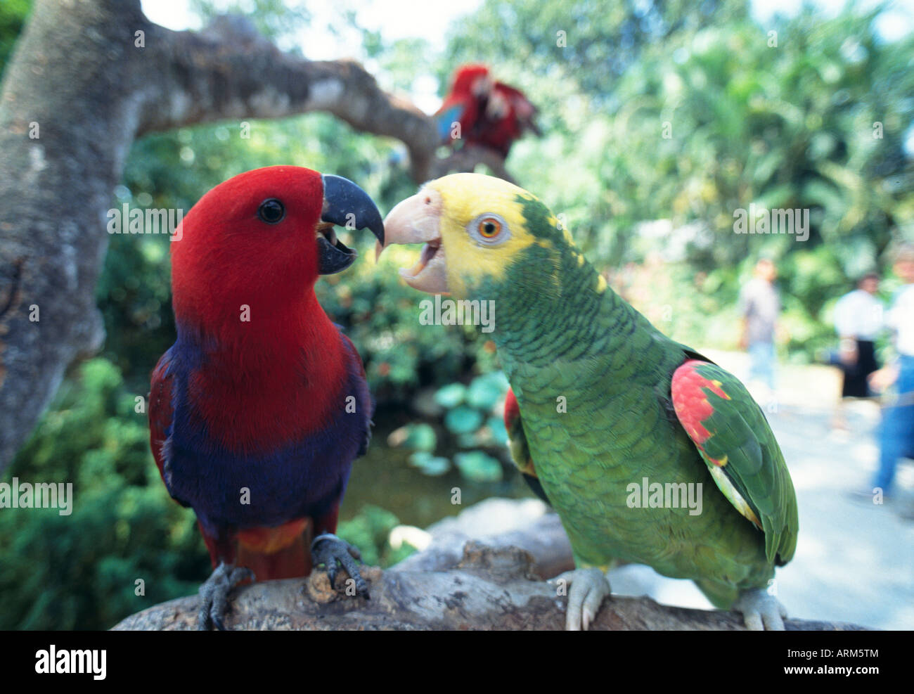 Honey parrots hi-res stock photography and images - Alamy
