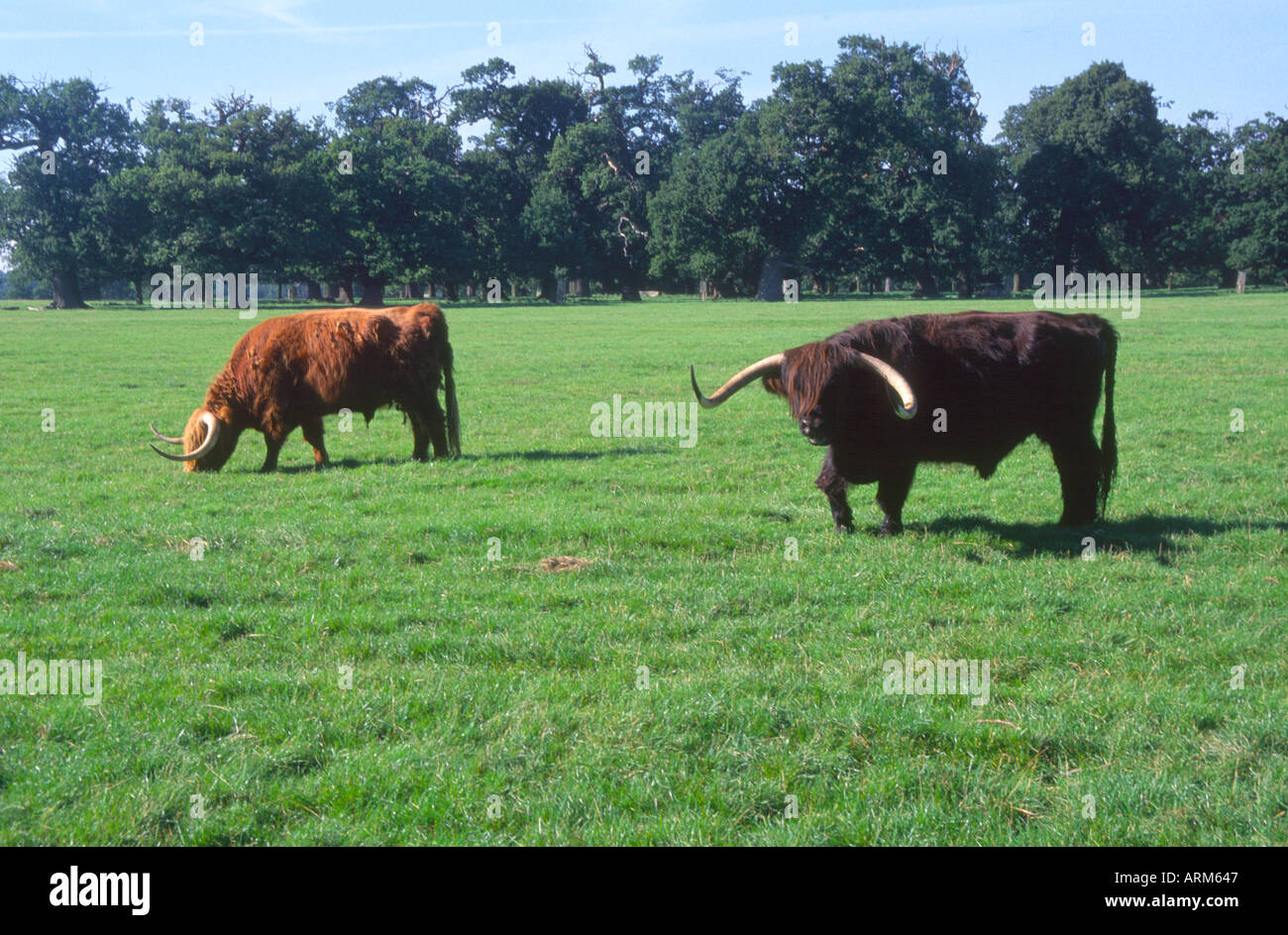 Lowland cattle highland cattle highland hi-res stock photography and ...