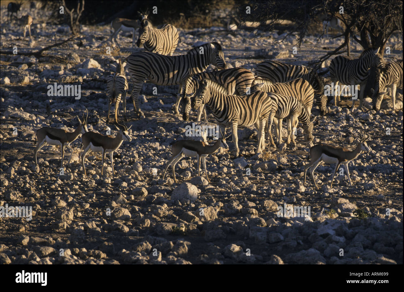 SPRINGBOK AND ZEBRA AT WATER HOLE Stock Photo - Alamy