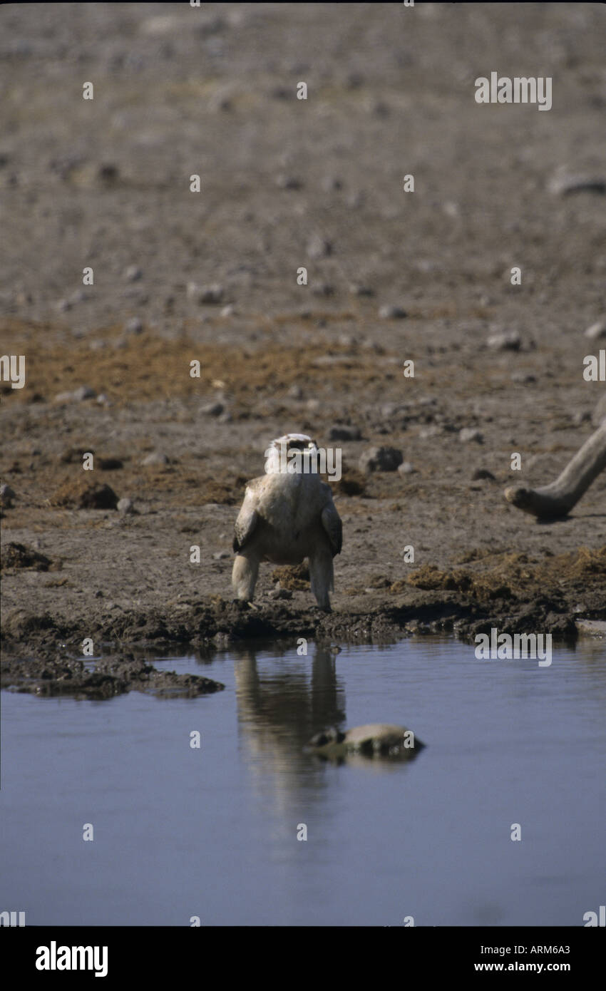 African fish eagle standing hi-res stock photography and images - Alamy