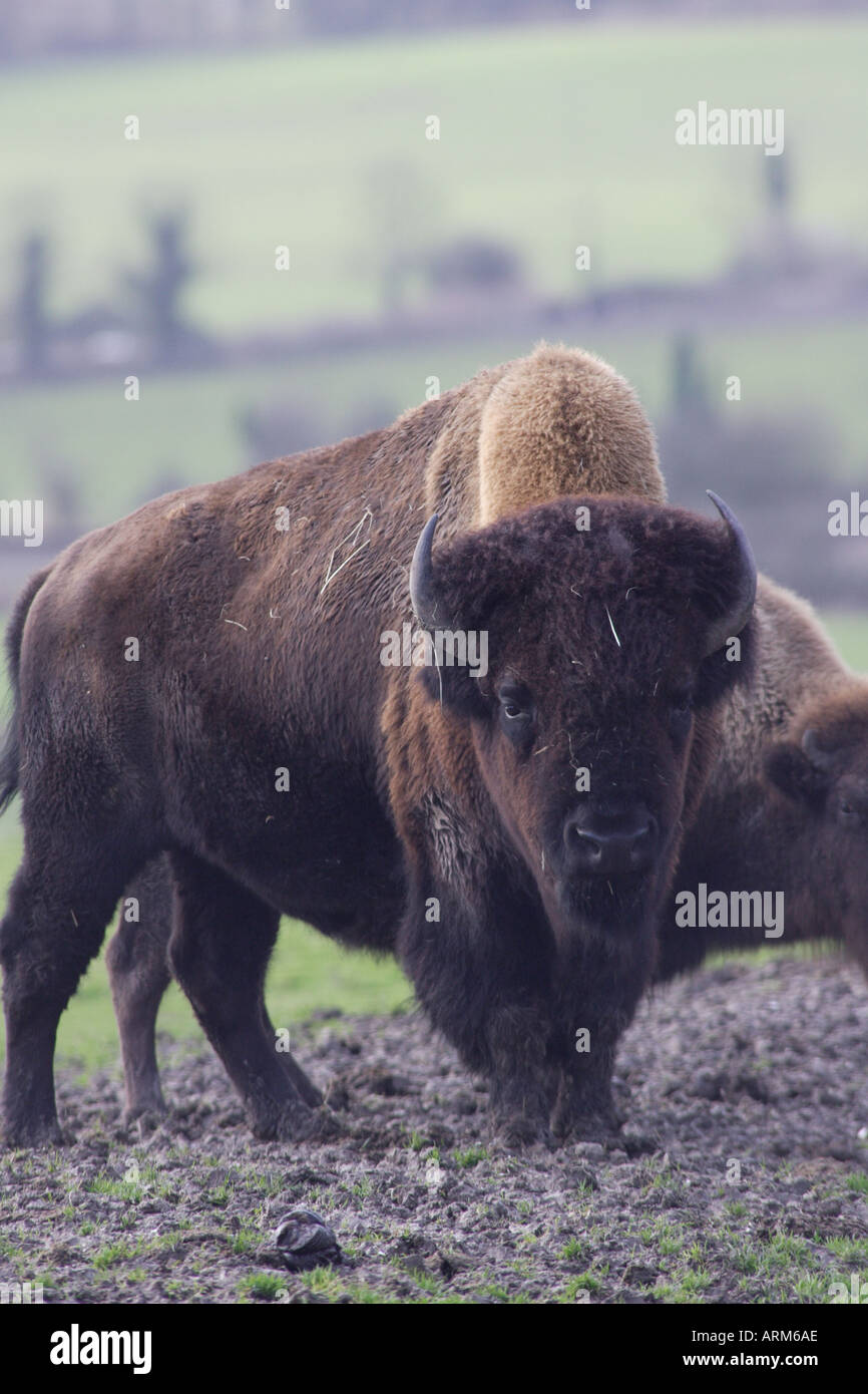 Bison uk bull hi-res stock photography and images - Alamy