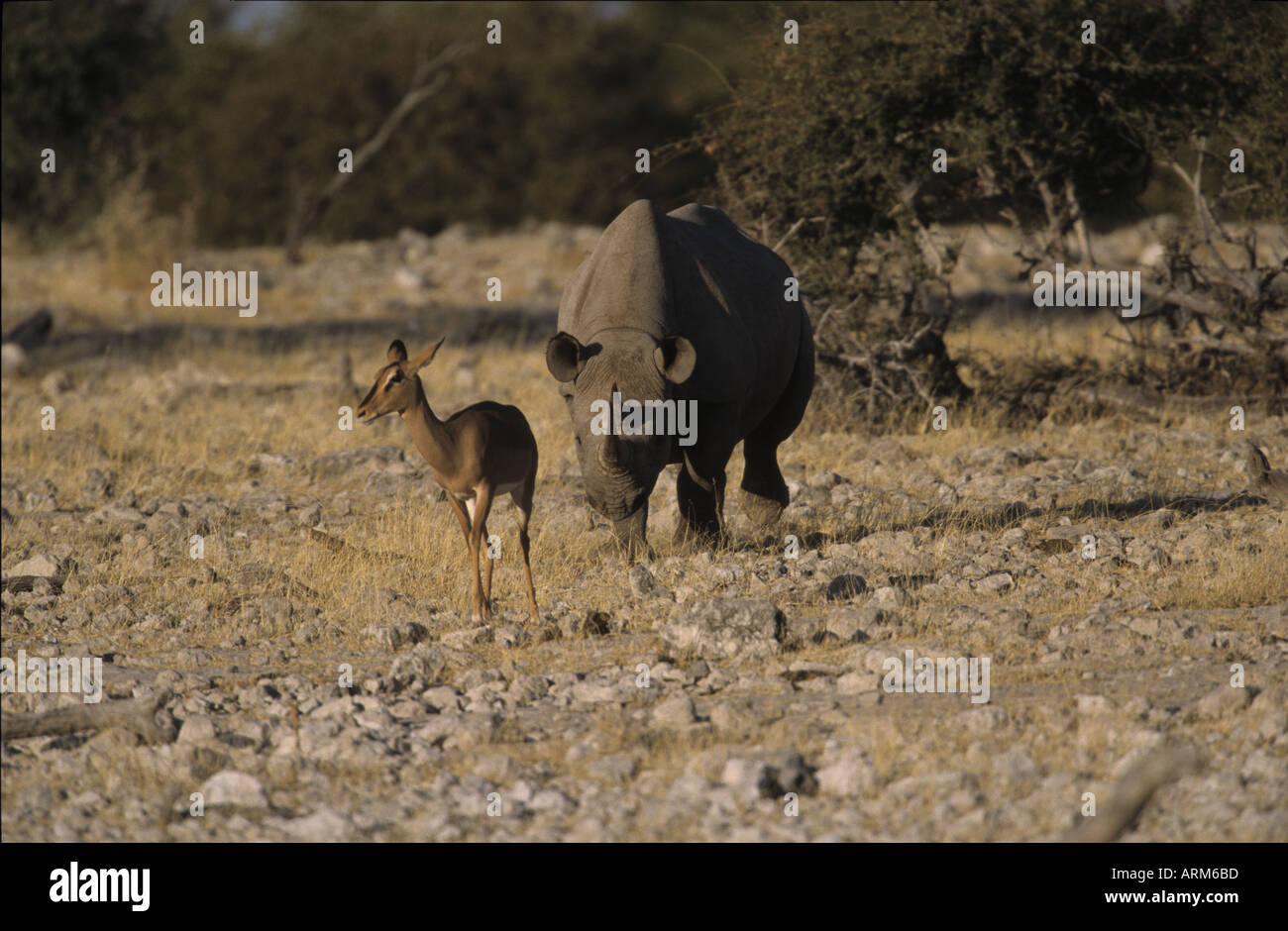 BLACK RHINO CHASING BLACK FACED IMPALA Stock Photo - Alamy