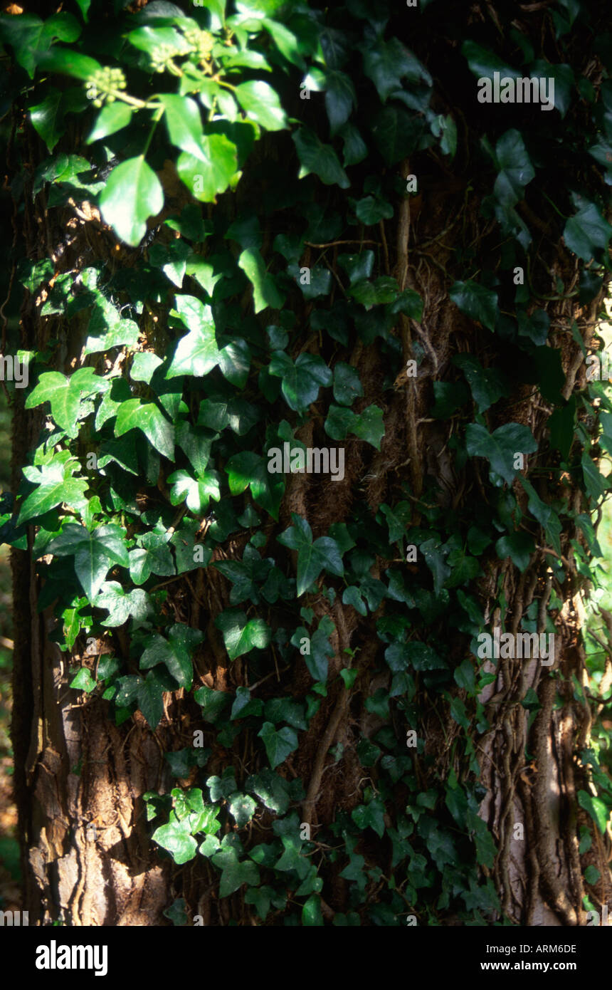 Tree trunk niche hi-res stock photography and images - Alamy