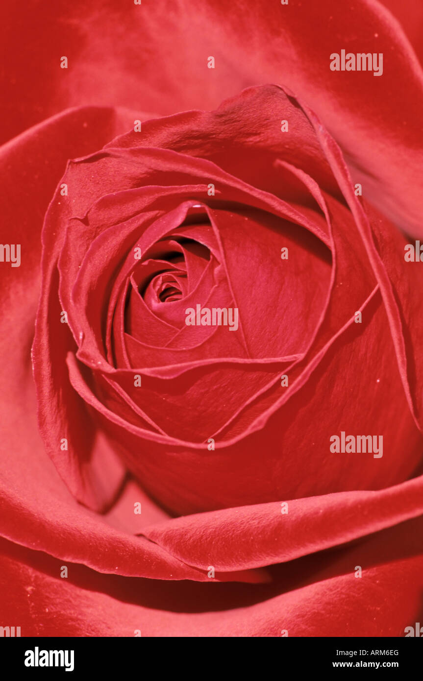 Image of a red rose hi-res stock photography and images - Alamy