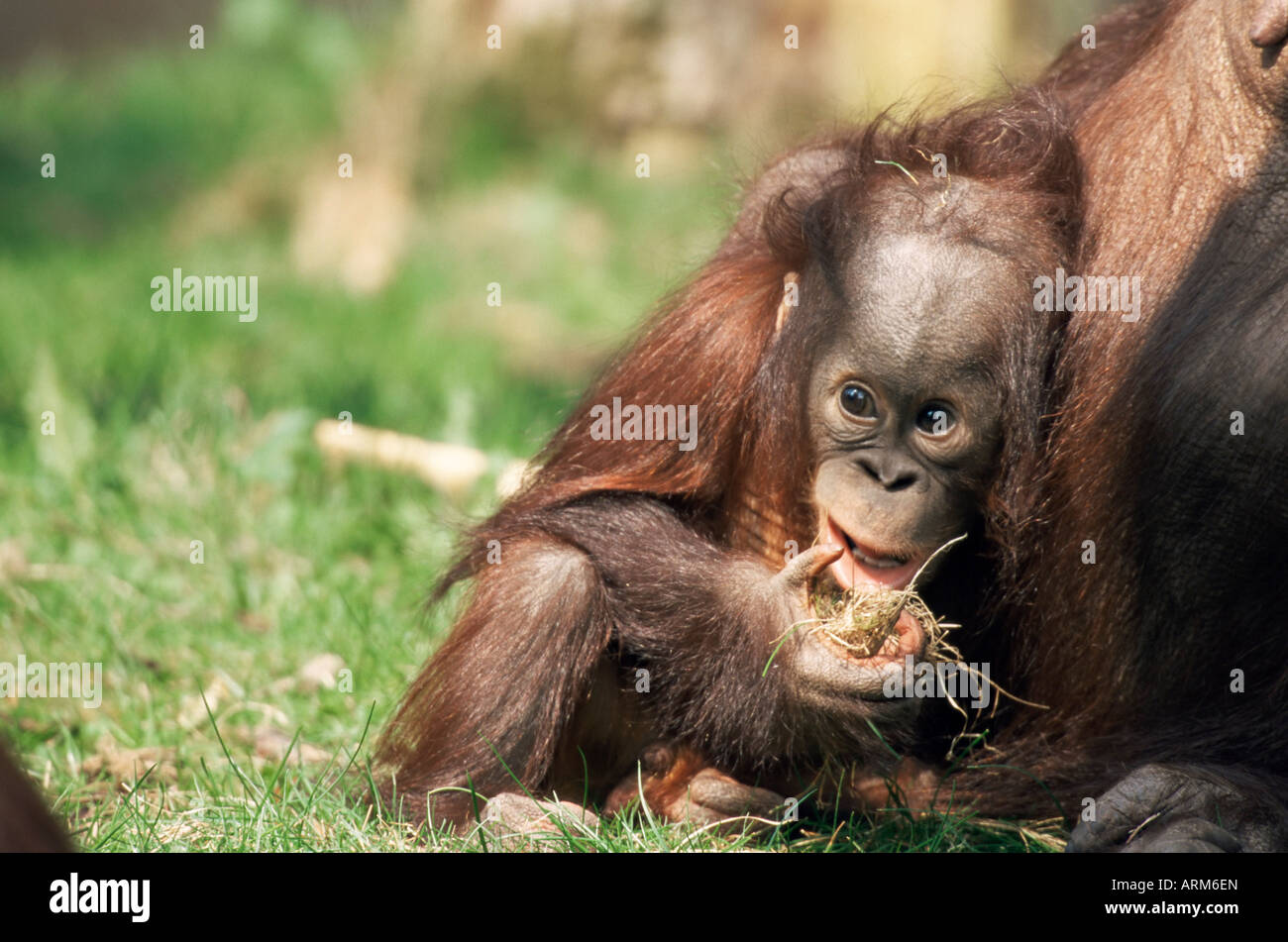 Pongo pygmaeus eat hi-res stock photography and images - Alamy