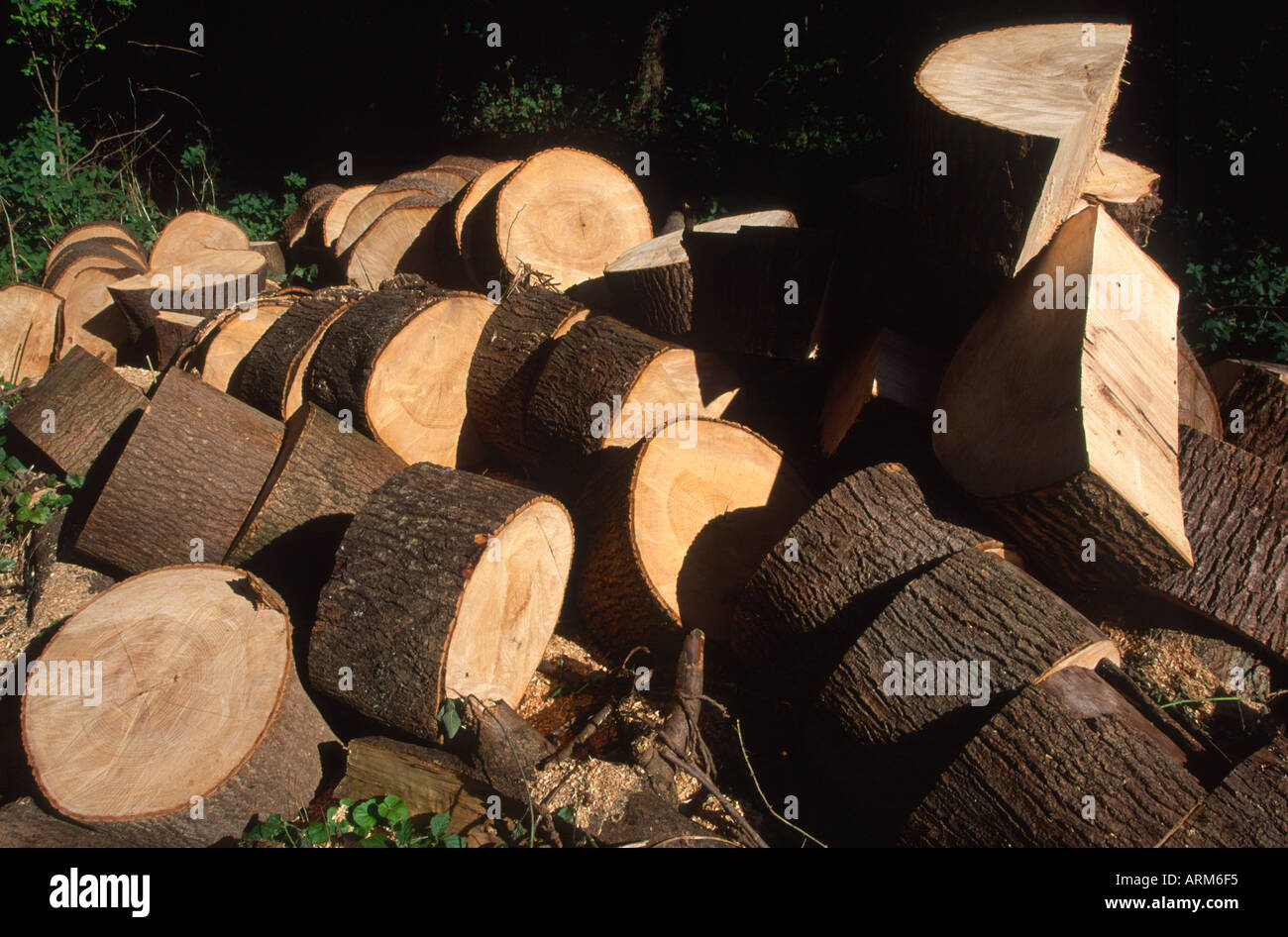 Ash tree cut for timber Stock Photo - Alamy