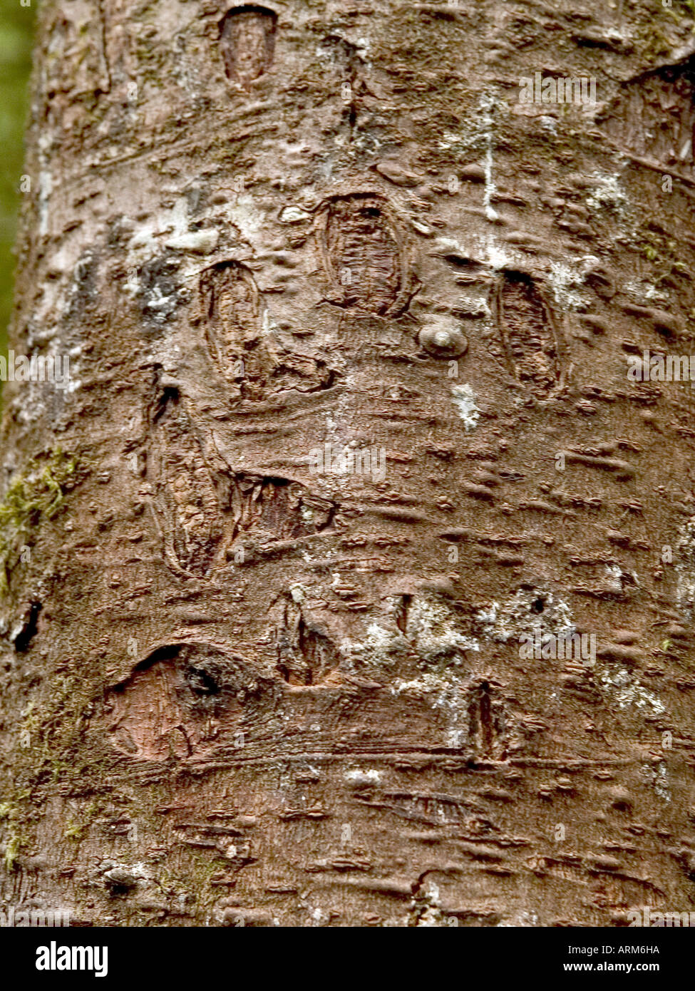 Surface marks hi-res stock photography and images - Alamy