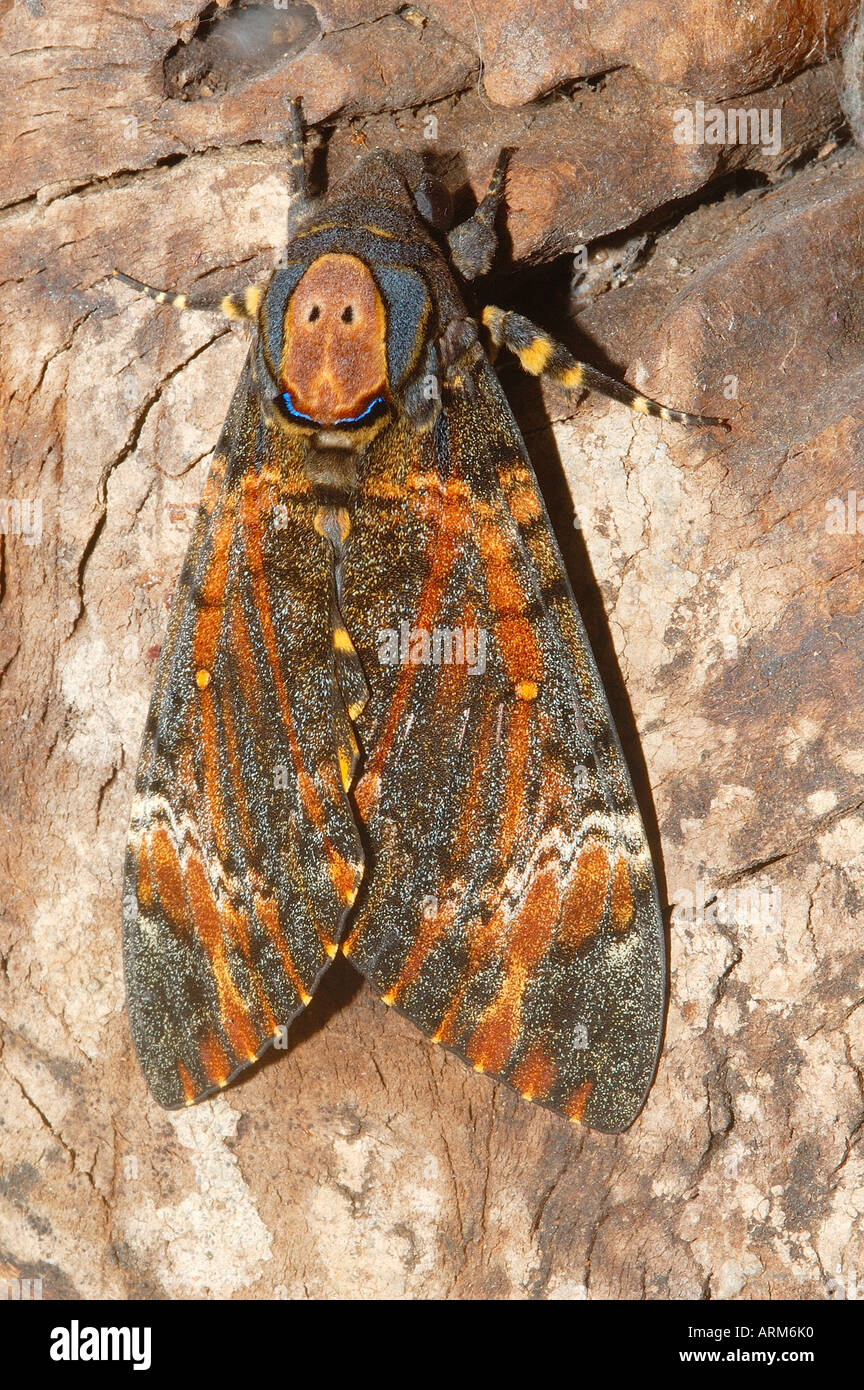 Moth Deaths Head Hawkmoth Stock Photo - Alamy