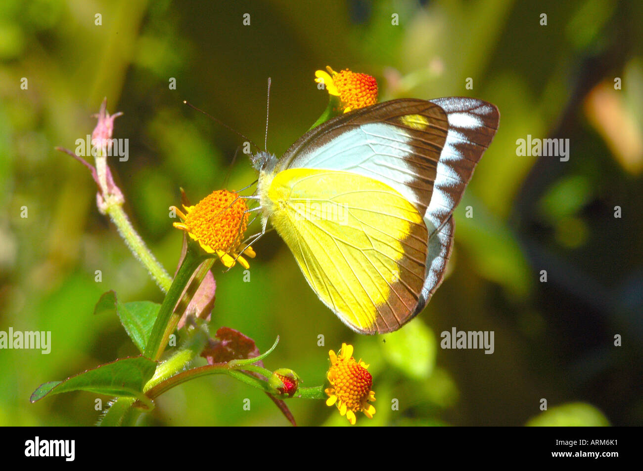 Butterflychocolate hi-res stock photography and images - Alamy