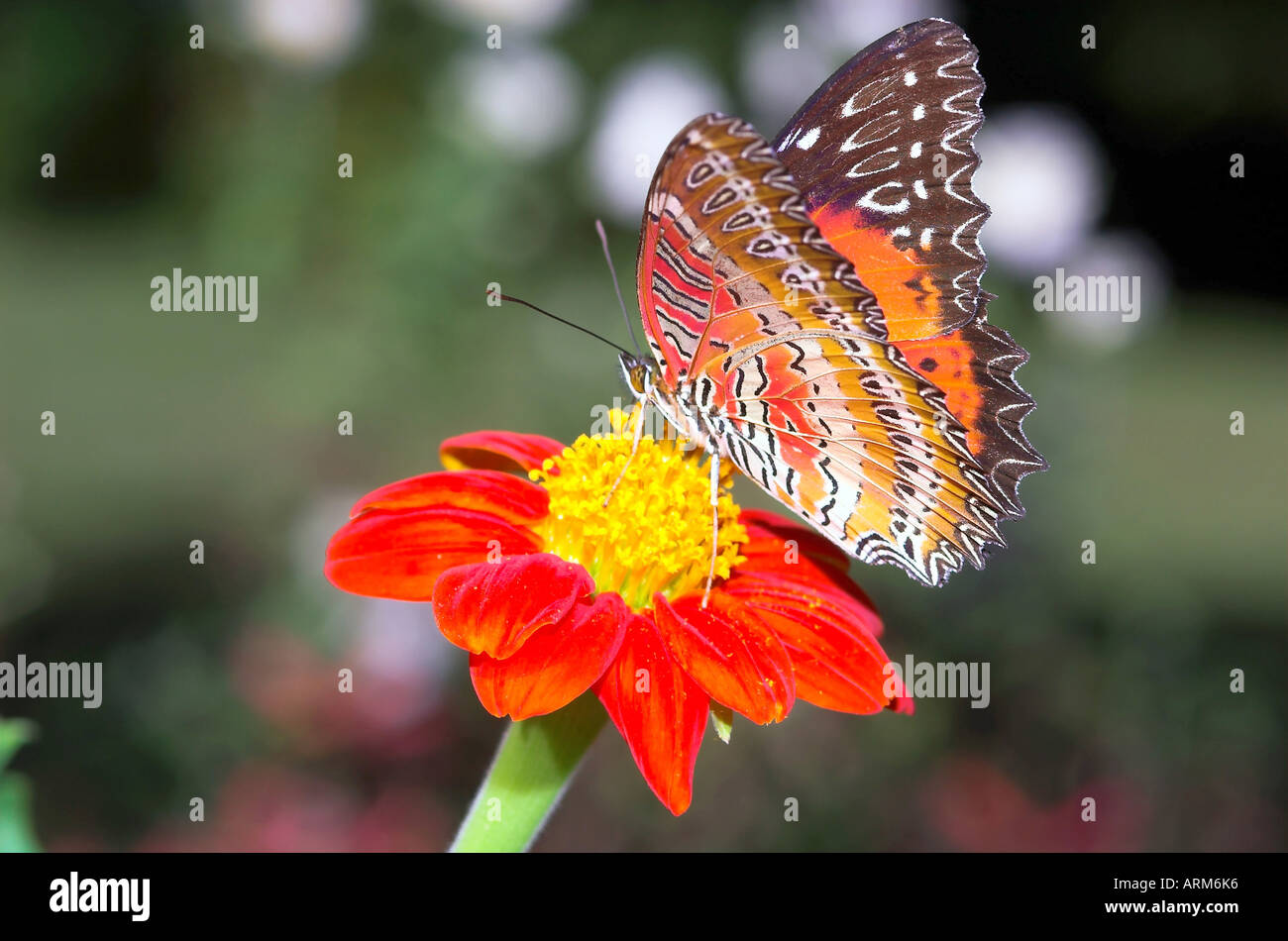Indian lacewing butterfly hi-res stock photography and images - Alamy