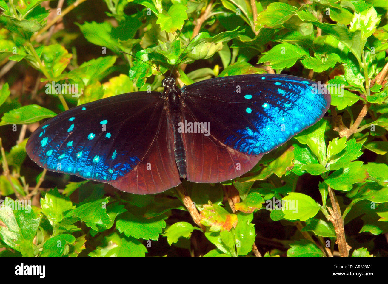 IKA101116 Butterfly Striped blue crow Arunachal Pradesh India Stock ...