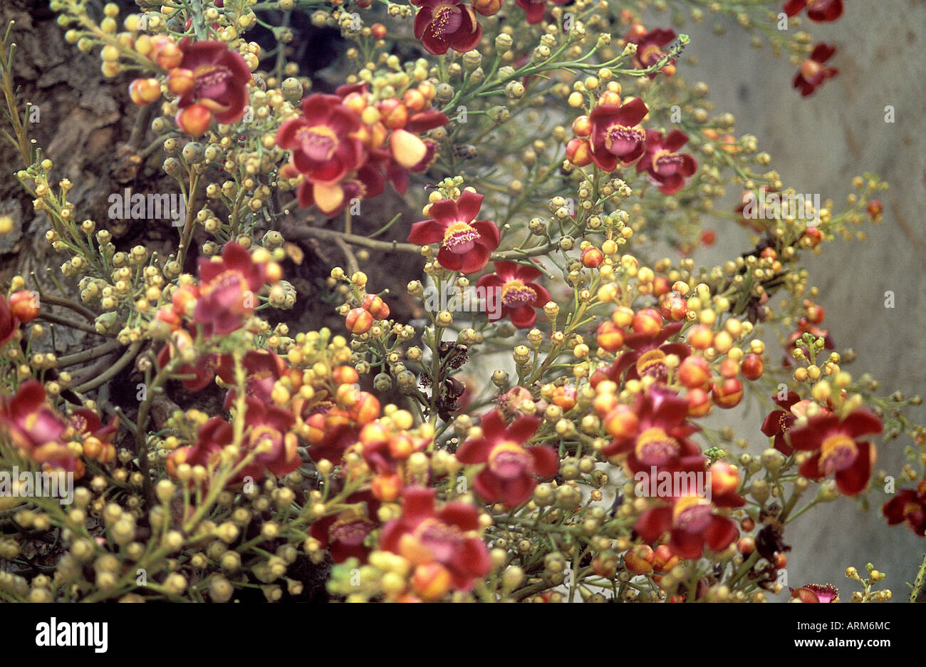 JRR101124 Flower Blossom of Kailaspati flower Cauropita guanensis ...