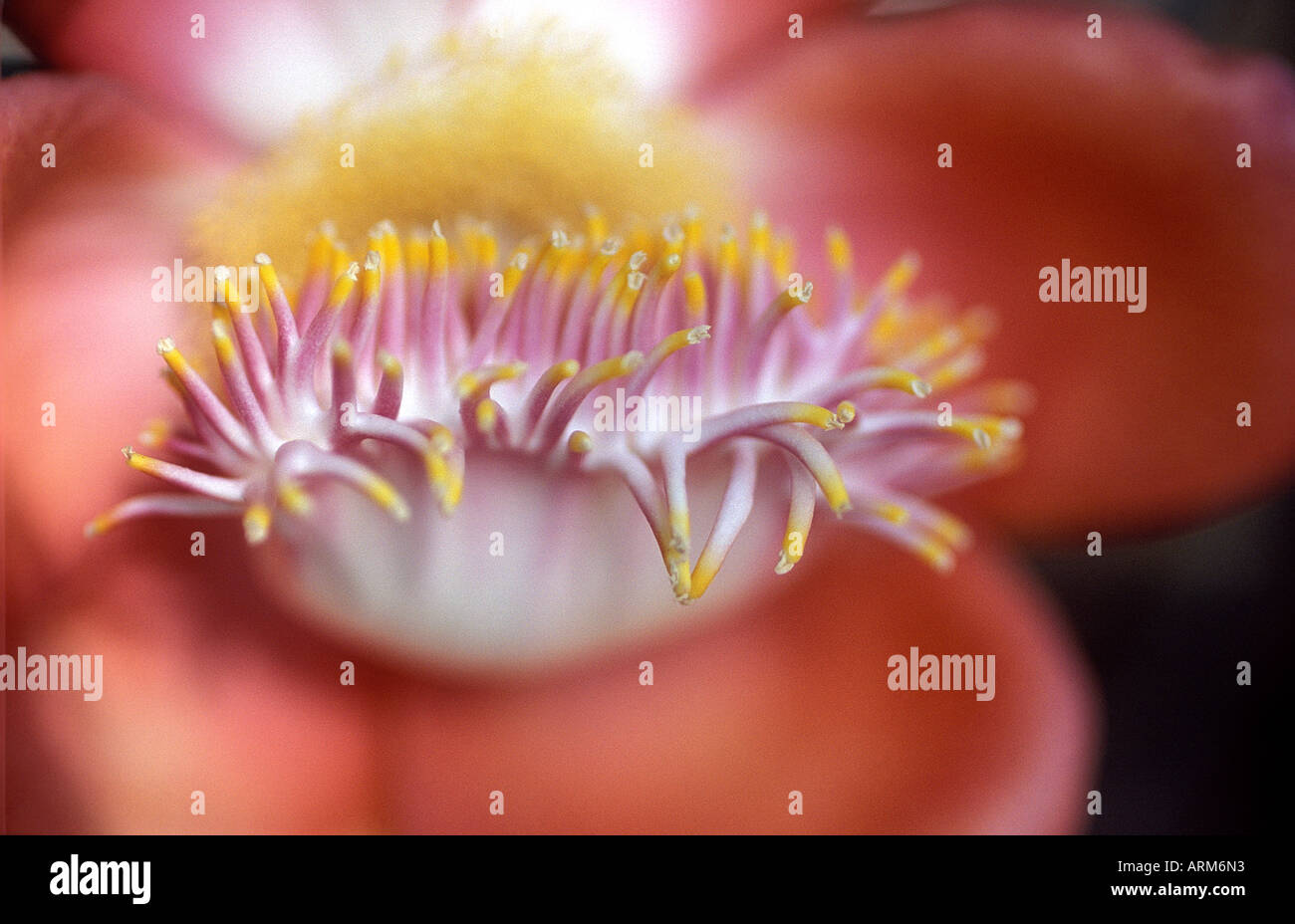 God flower hi-res stock photography and images - Alamy