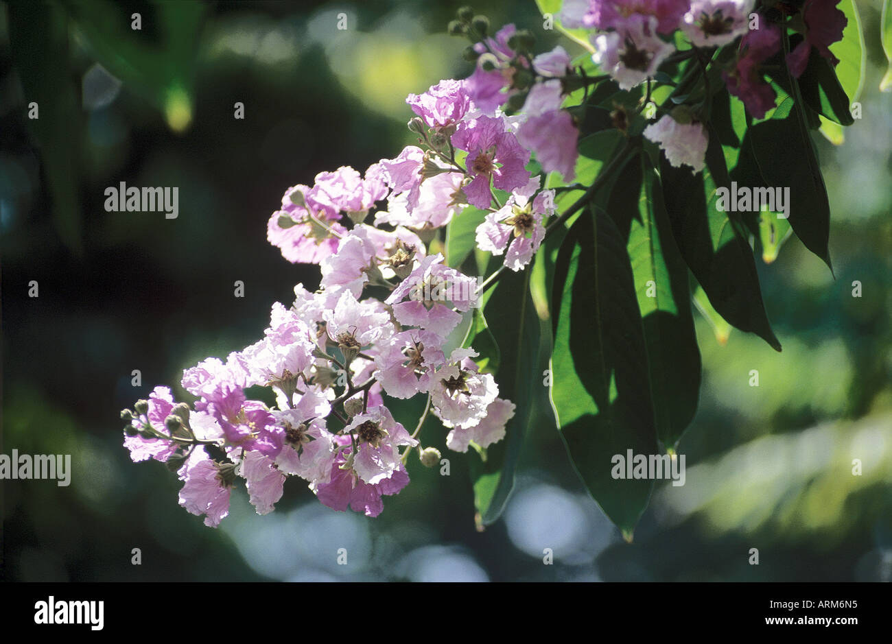 State flower of maharashtra hi-res stock photography and images - Alamy