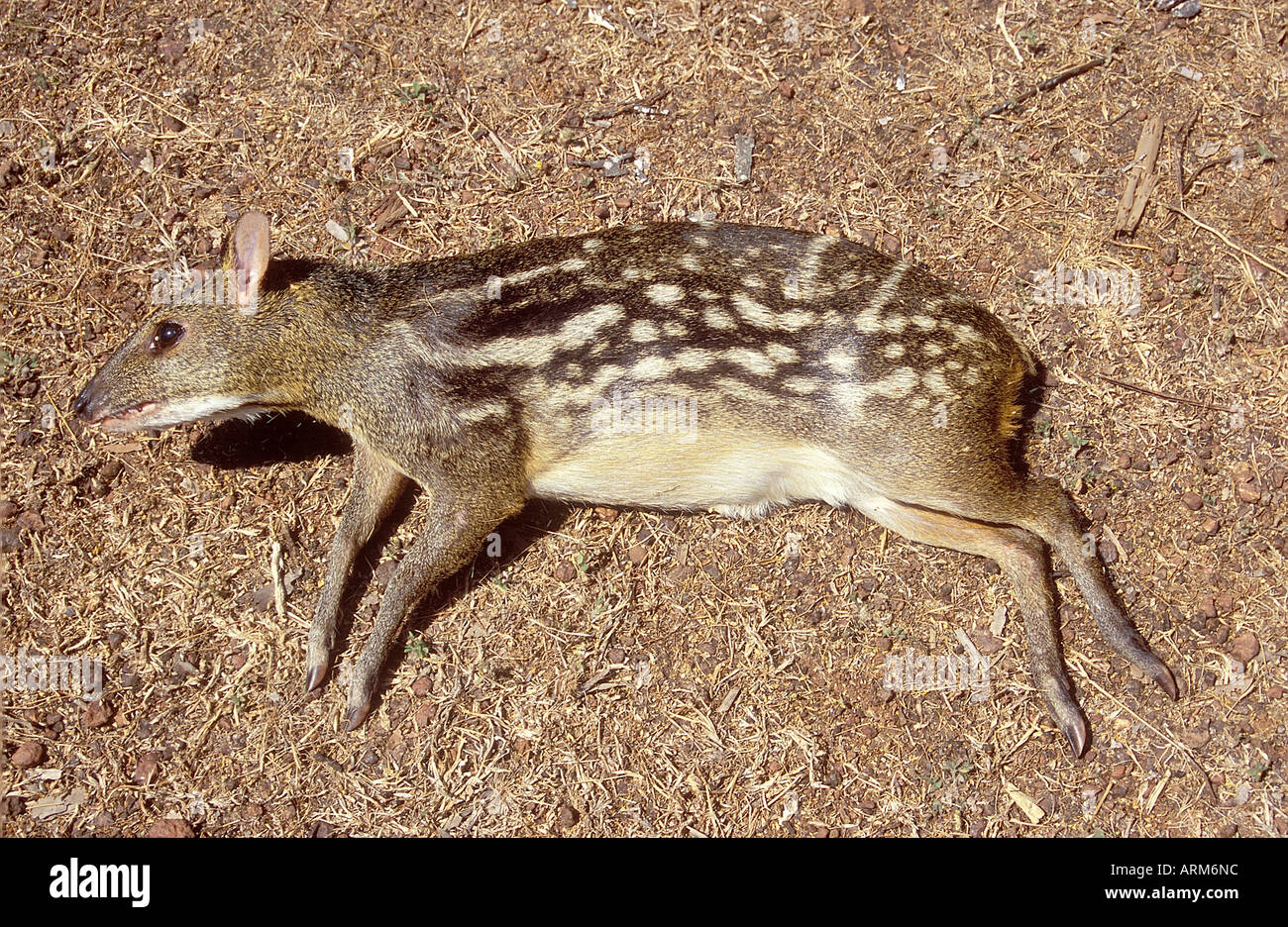 Dead animal body hi-res stock photography and images - Alamy