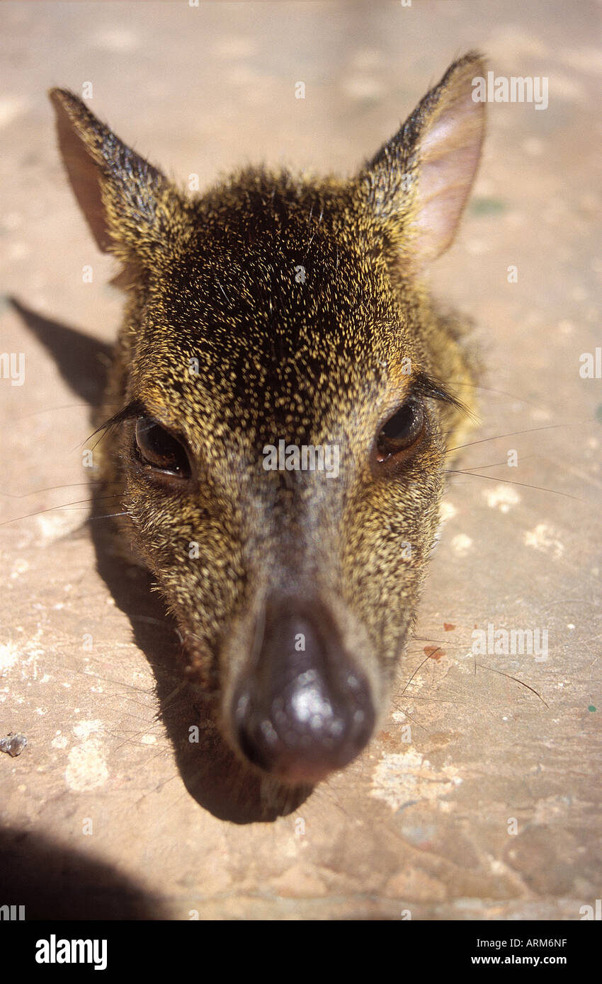 Malvan wildlife sanctuary hi-res stock photography and images - Alamy