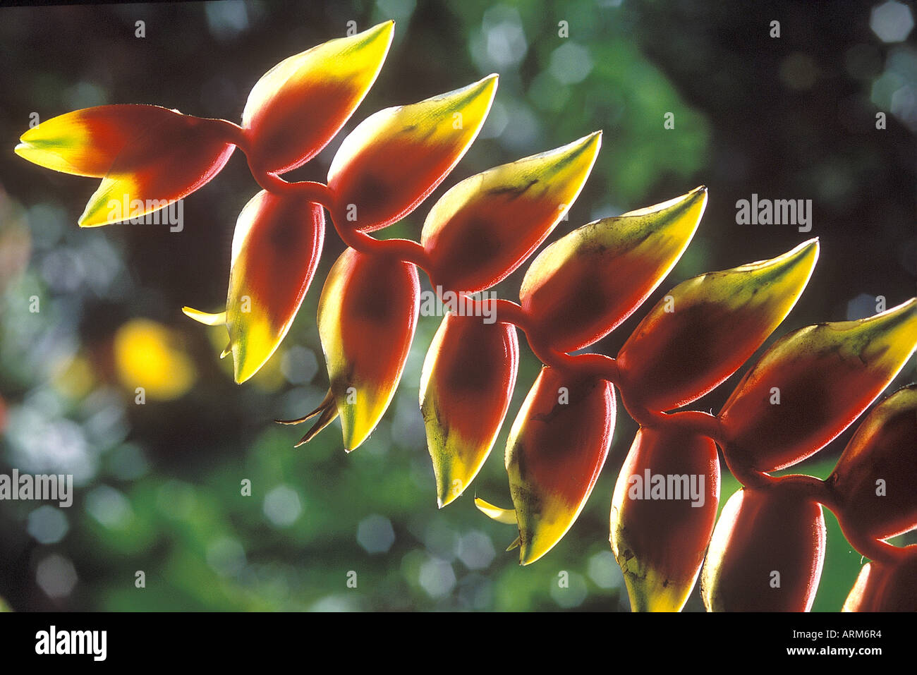 JRR101149 Flower Garden Drooping Heliconia Kerala India Stock Photo - Alamy
