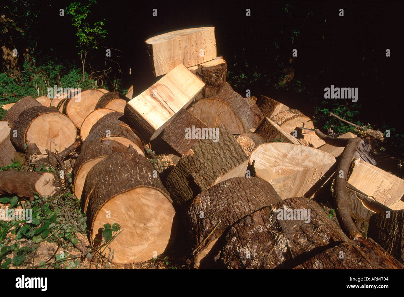 Ash tree cut for timber Stock Photo - Alamy