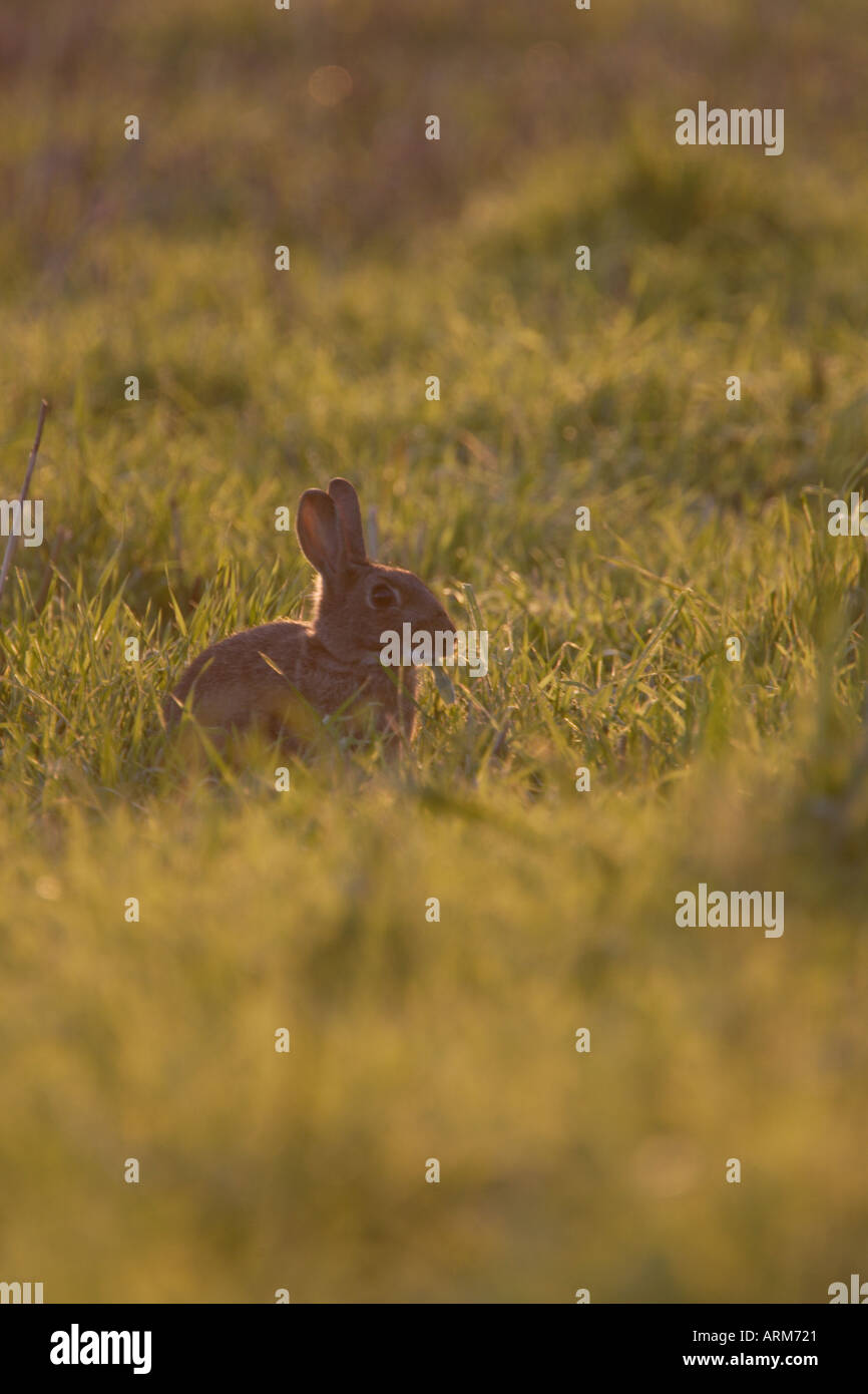 RABBIT EATING GRASS Stock Photo - Alamy