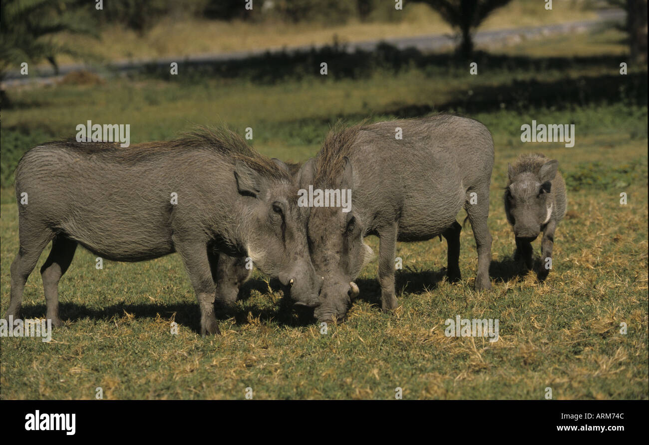 Wart pigs hi-res stock photography and images - Alamy