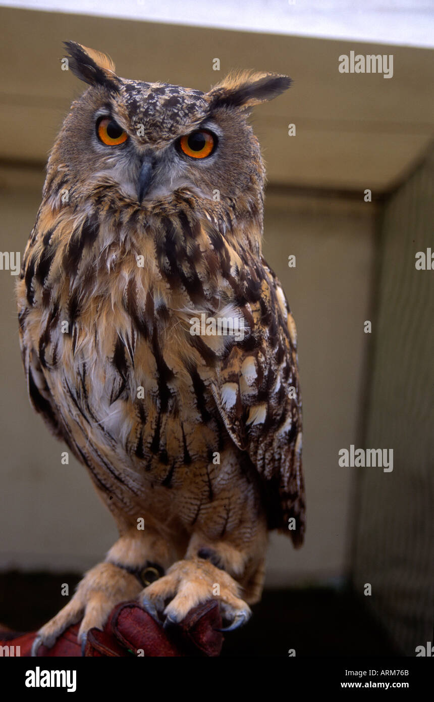 European eagle owl whole body Stock Photo - Alamy