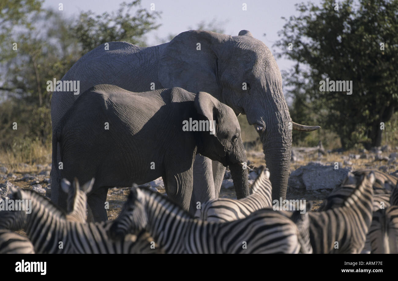 AFRICAN BULL ELEPHANTS AND ZEBRA DRINKING AT WATER HOLE Stock Photo - Alamy