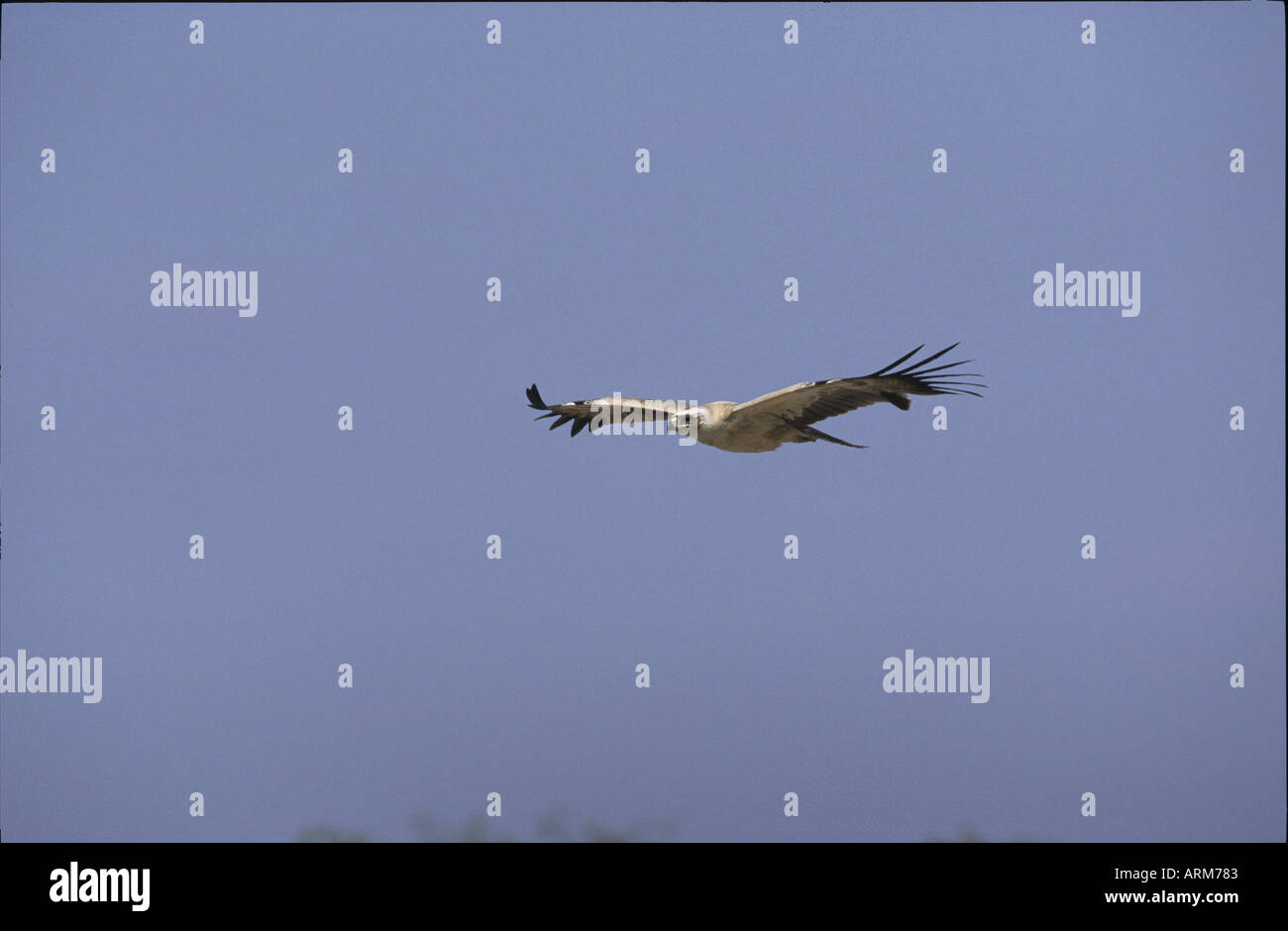 AFRICAN FISH EAGLE FLYING Stock Photo - Alamy