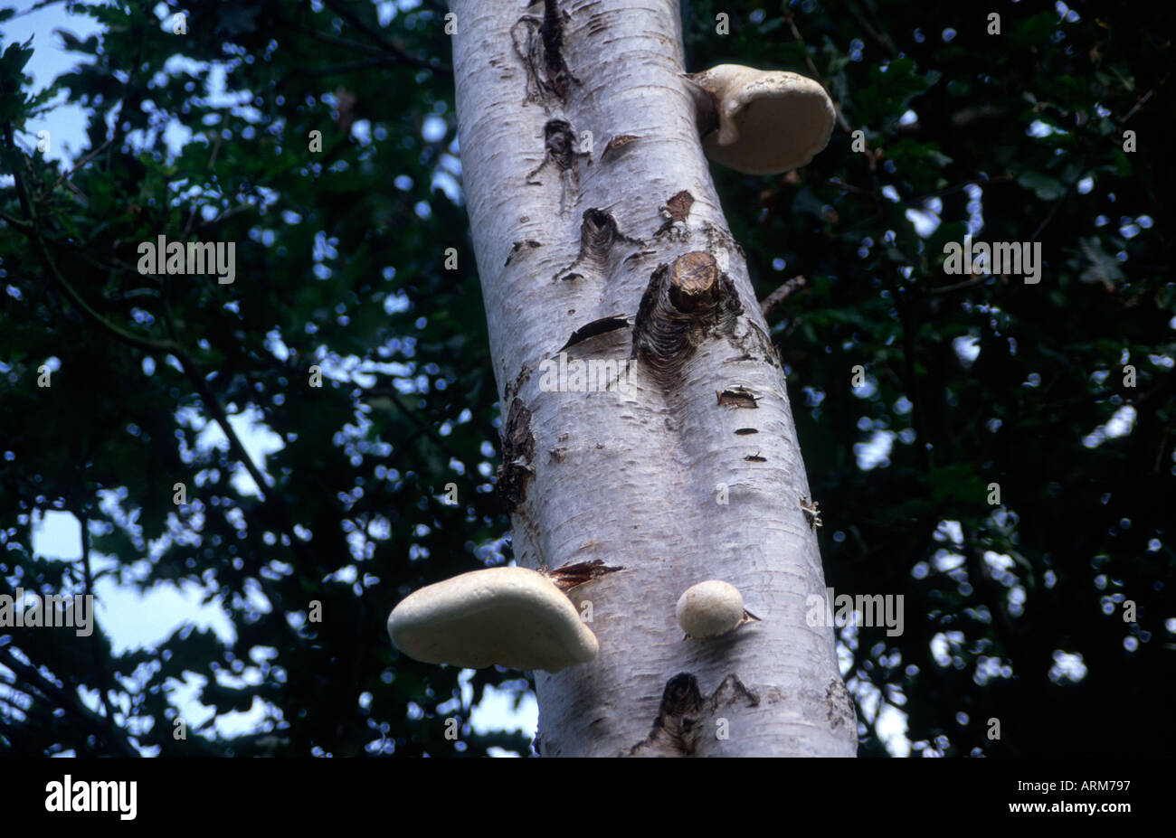 Cycle growth birch tree hi-res stock photography and images - Alamy