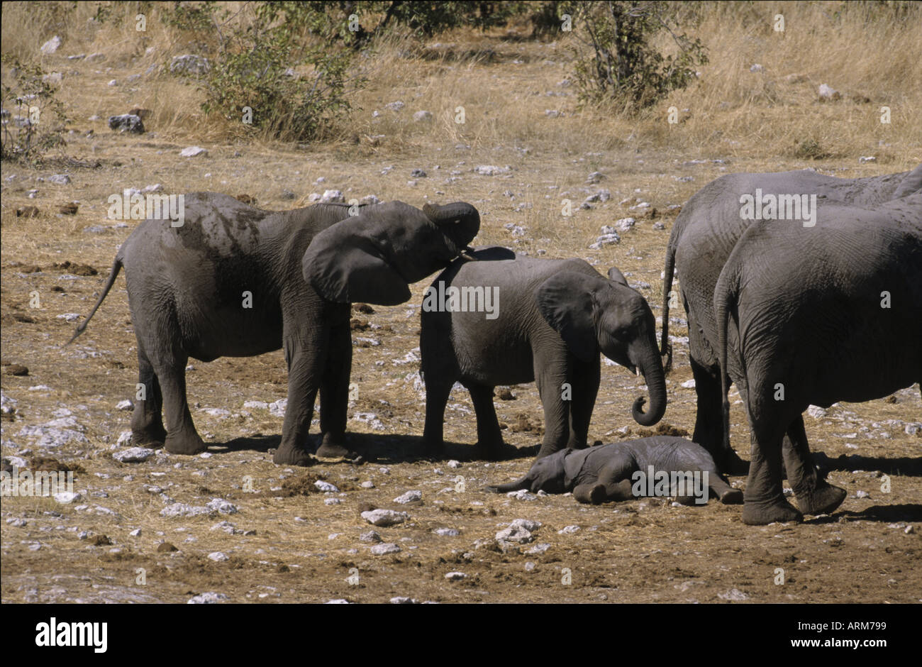 Baby elephant lying down hi-res stock photography and images - Alamy