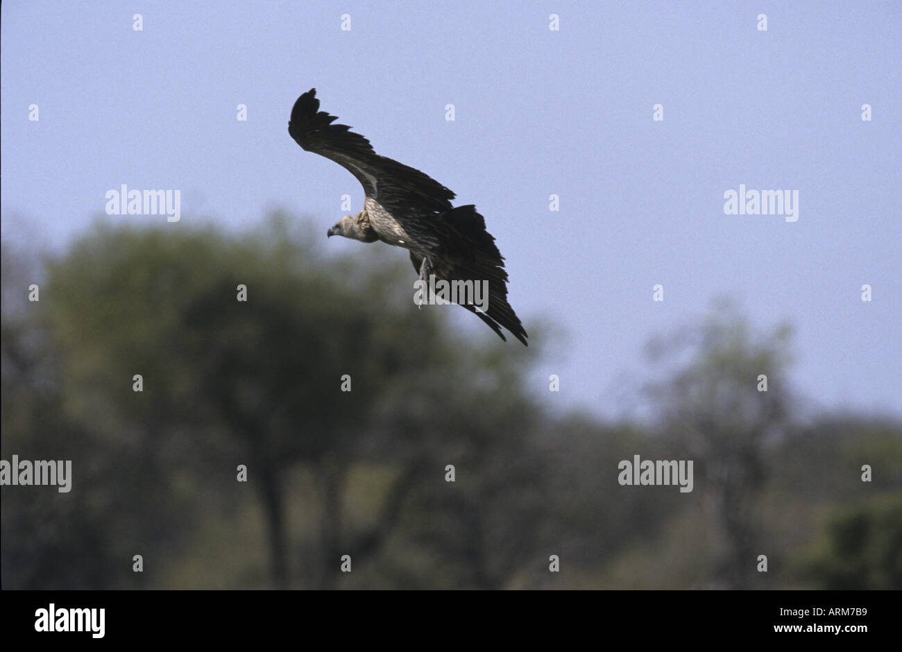 CAPE VULTURE TAKING OFF NAMIBIA Stock Photo - Alamy