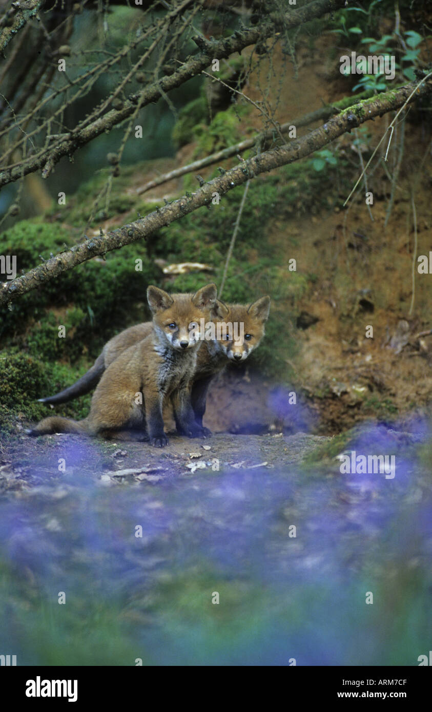 Fox cub near den hi-res stock photography and images - Alamy