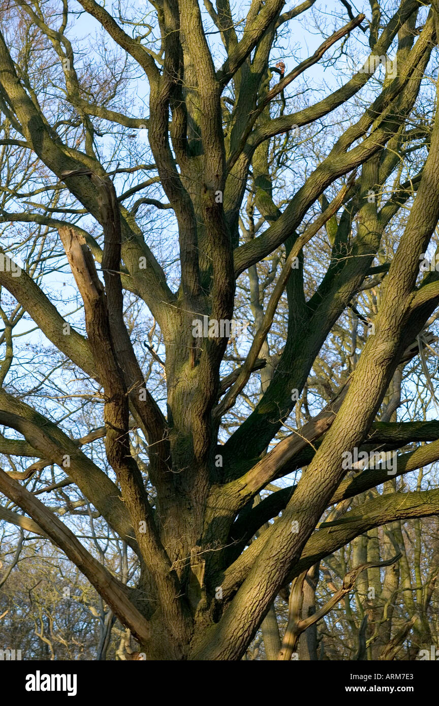 Old english oak tree hi-res stock photography and images - Alamy